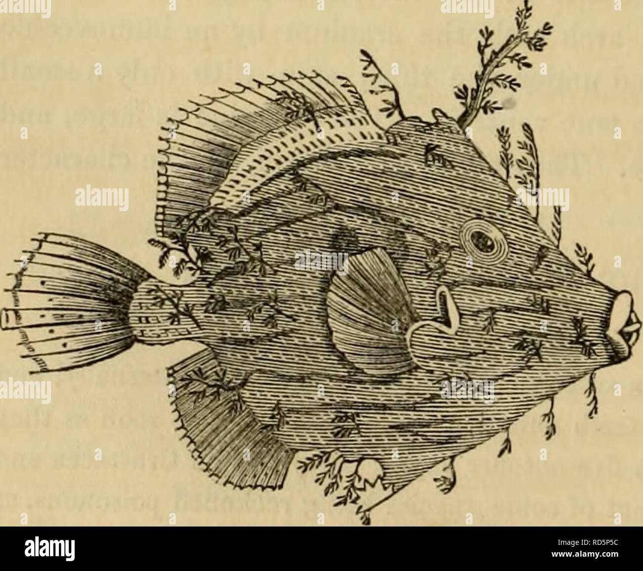 . Cuvier's animal kingdom : arranged according to its organization ...