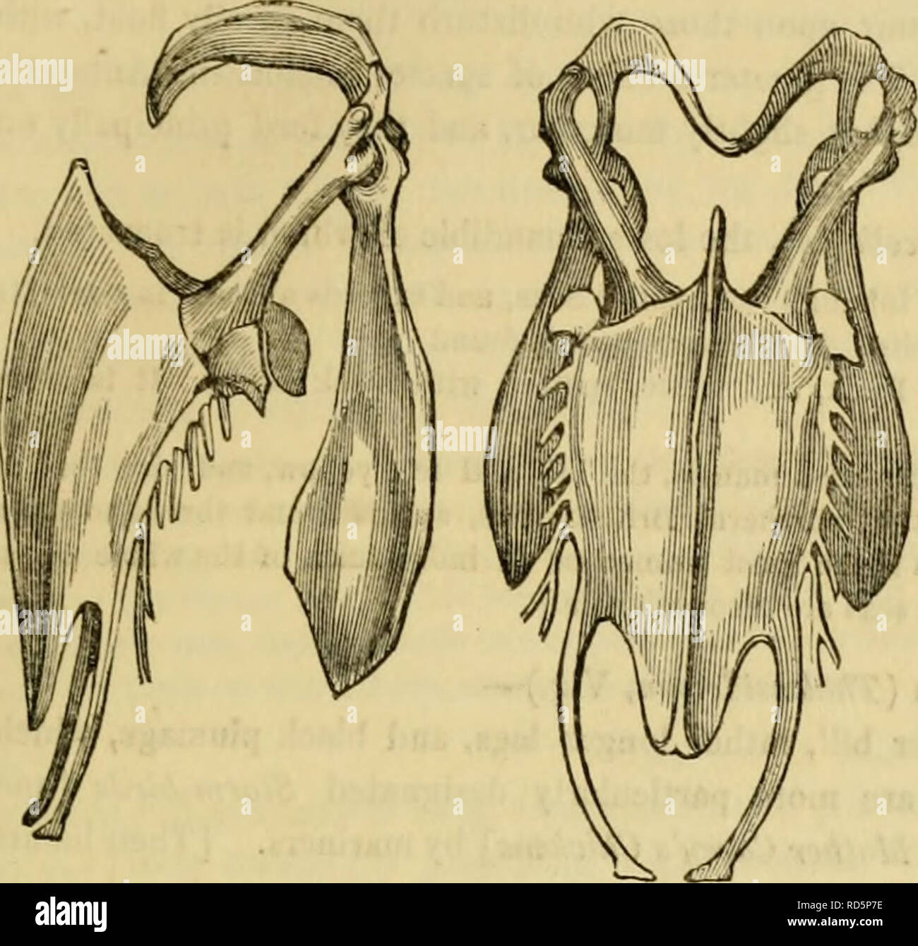 Little grebes feet hi-res stock photography and images - Alamy