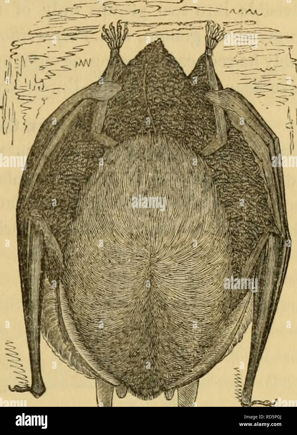 . Cuvier's animal kingdom : arranged according to its organization ...