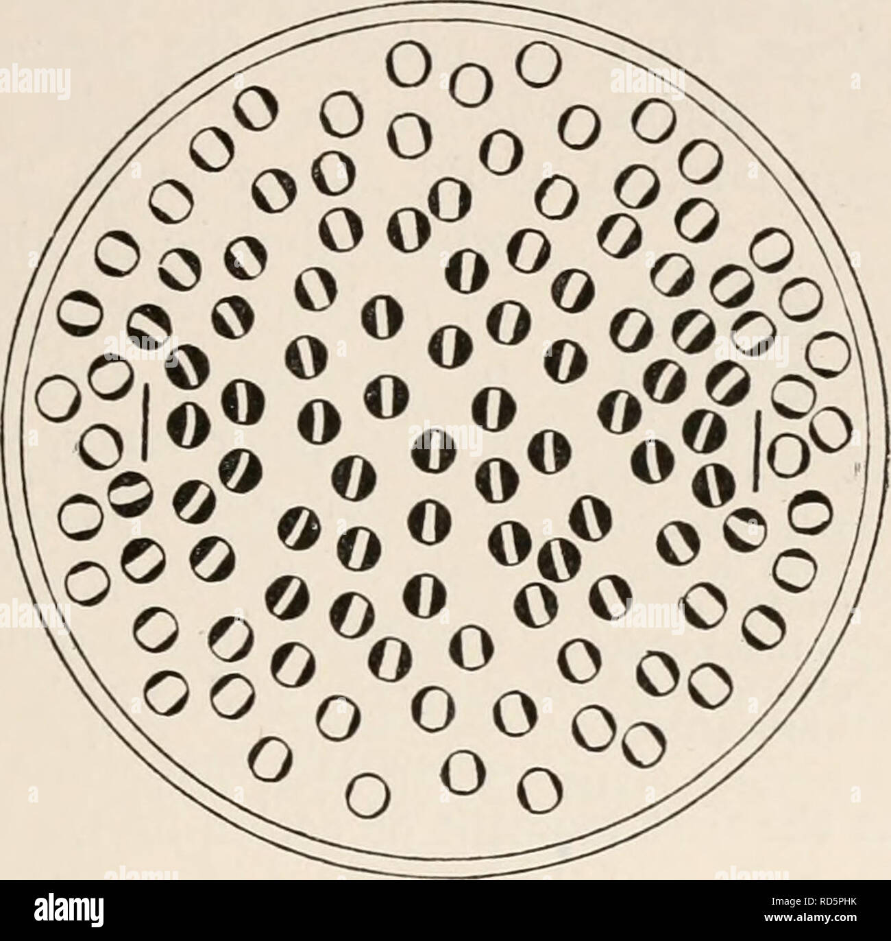 . Electro-physiology. Electrophysiology. Ill ELECTRICAL EXCITATION OF ...