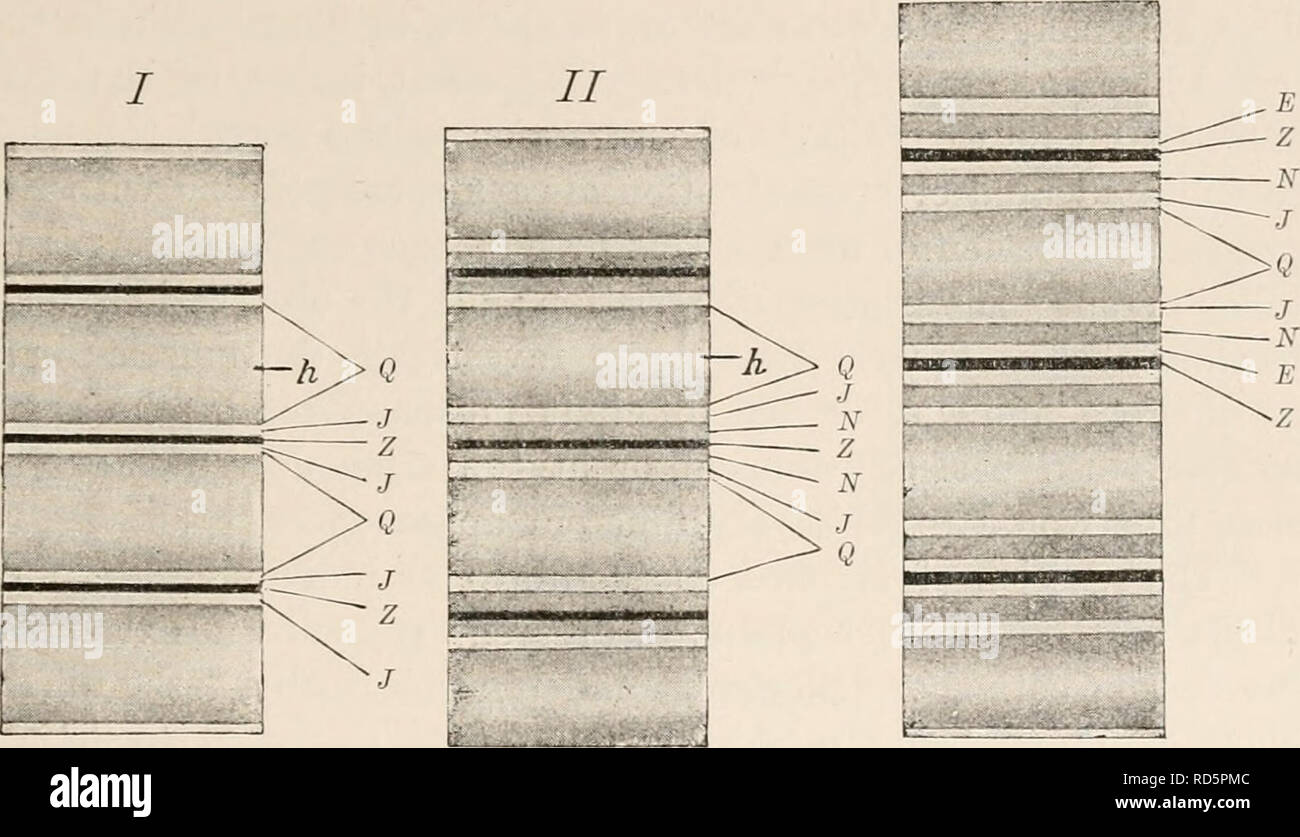Transverse muscle fibre hi-res stock photography and images - Alamy