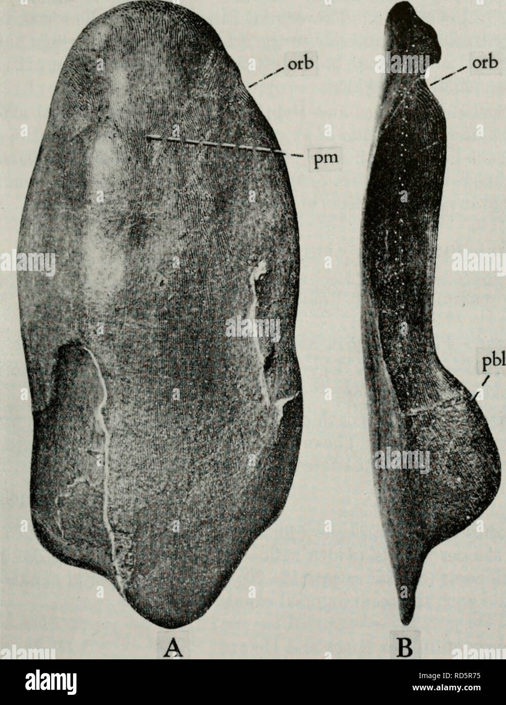 Devonian horizons hi-res stock photography and images - Alamy