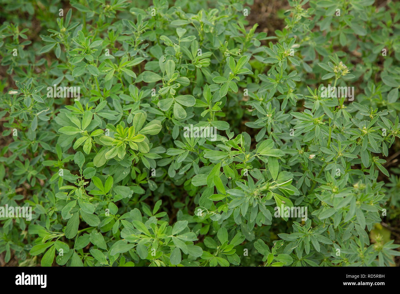 Beautiful field of alfalfa. Growing for the needs of agriculture. Green ...