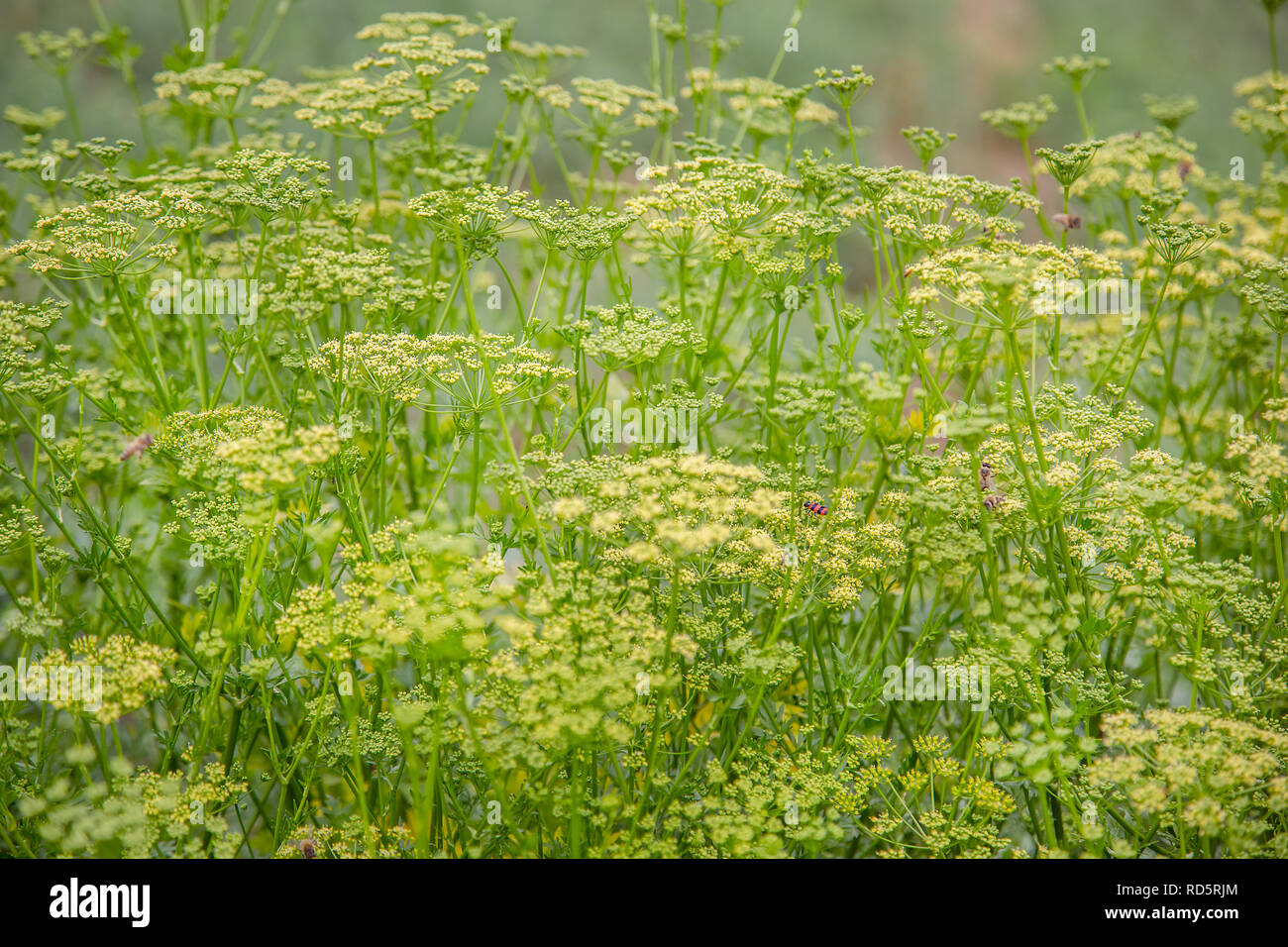 Background of a top view of the flowering parsley bush with stems ...