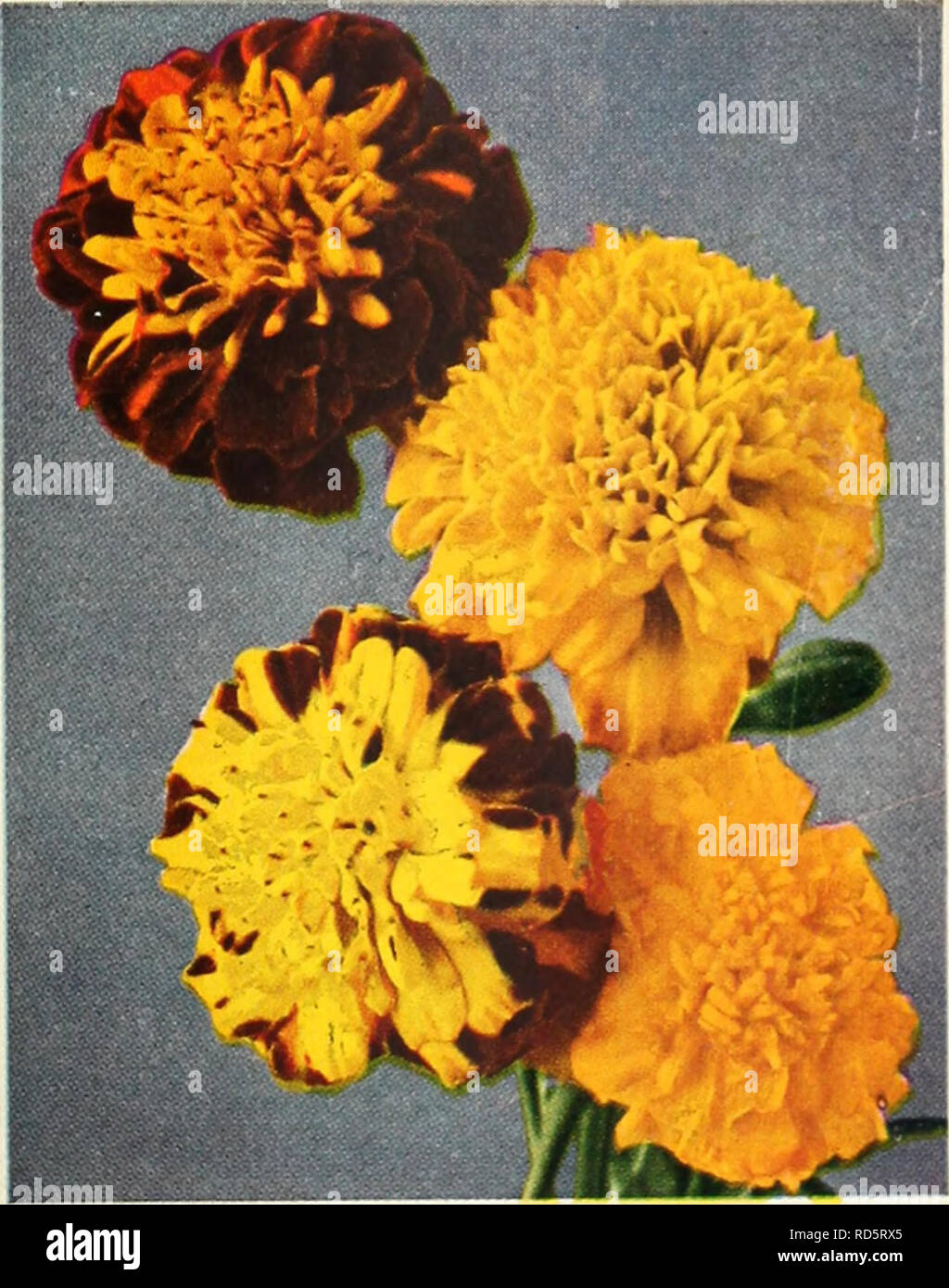 How to grow marigold from cutting hi-res stock photography and images ...
