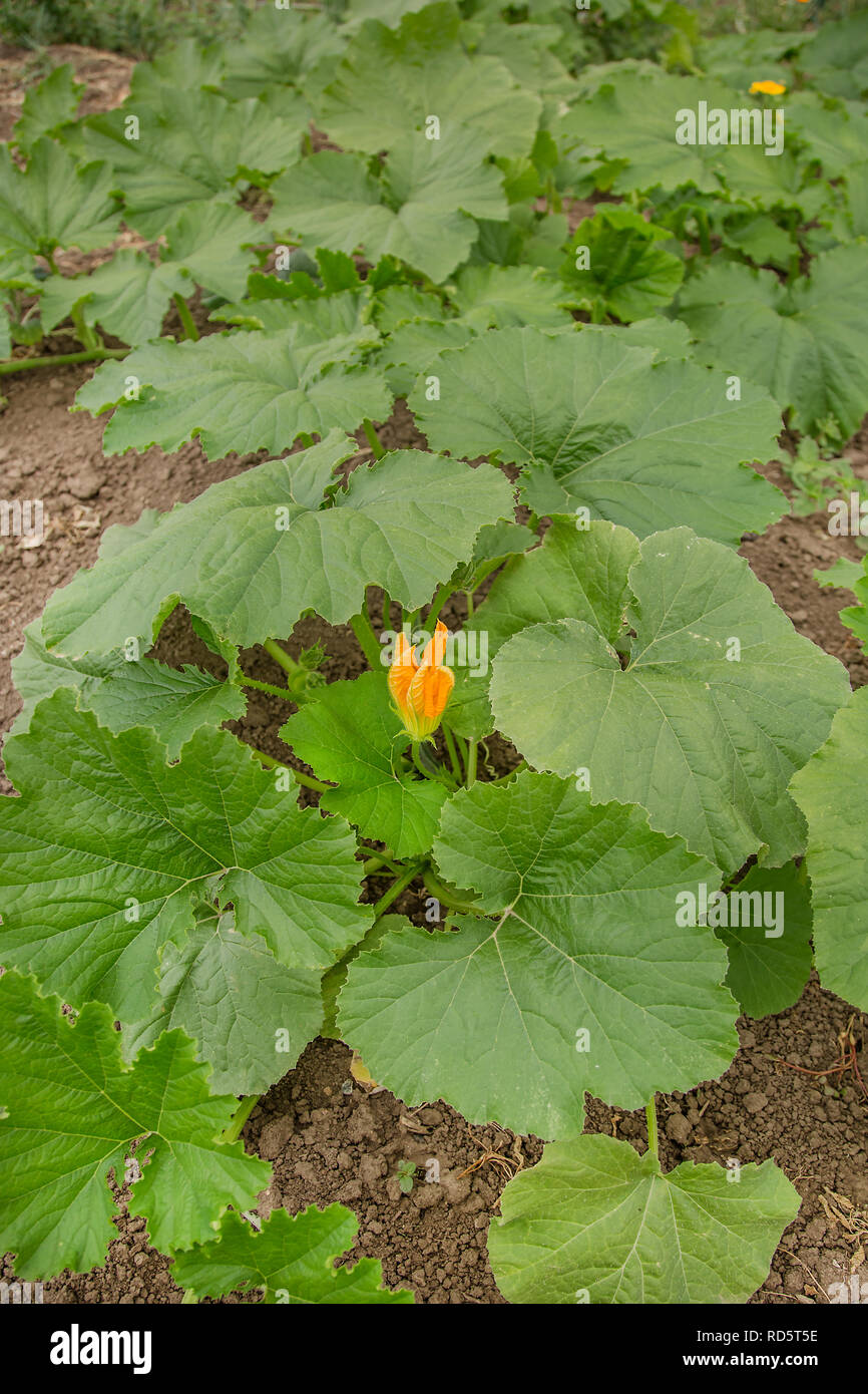 Zucchini blooming in the garden on the open field, organic growing ...