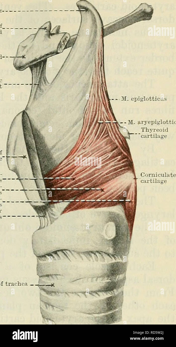 Corniculate Cartilage Cadaver