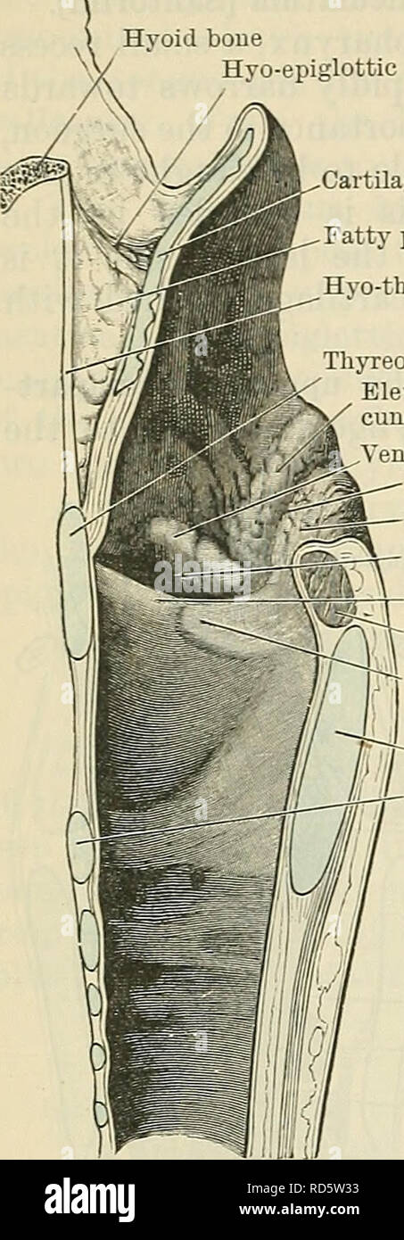 Arytenoid fold hi-res stock photography and images - Alamy