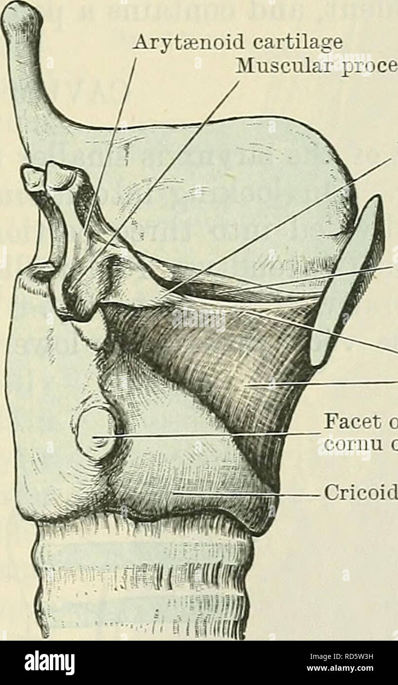 . Cunningham's Text-book of anatomy. Anatomy. LIGAMENTS OF THE LAKYNX ...