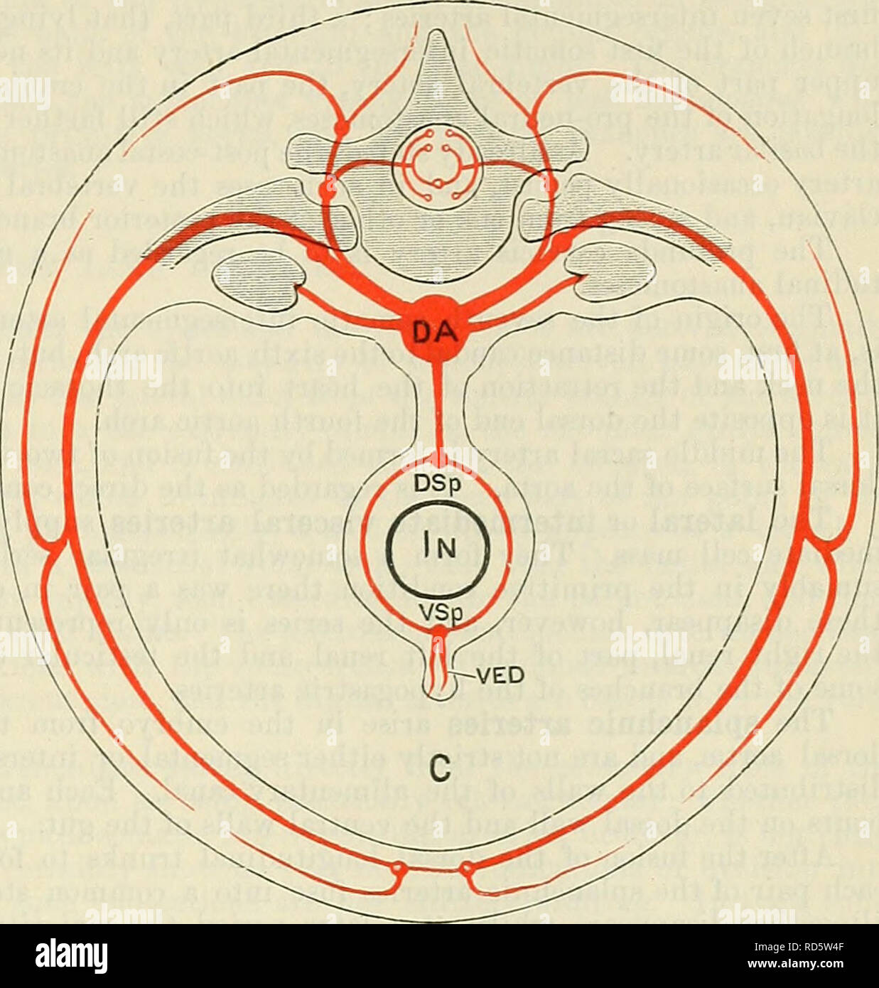 . Cunningham's Text-book of anatomy. Anatomy. THE SEGMENTAL ARTERIES ...