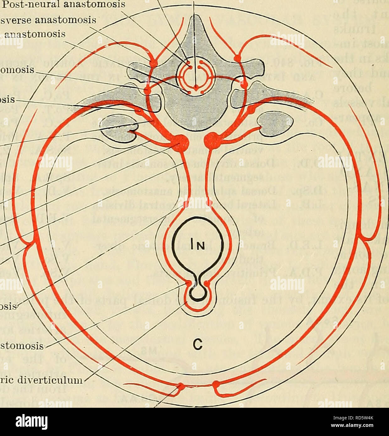 . Cunningham's Text-book of anatomy. Anatomy. 1044 THE VASCULAK SYSTEM ...