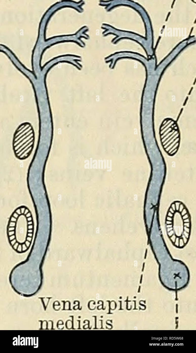 . Cunningham's Text-book of anatomy. Anatomy. ! Ophthalmic vein ...