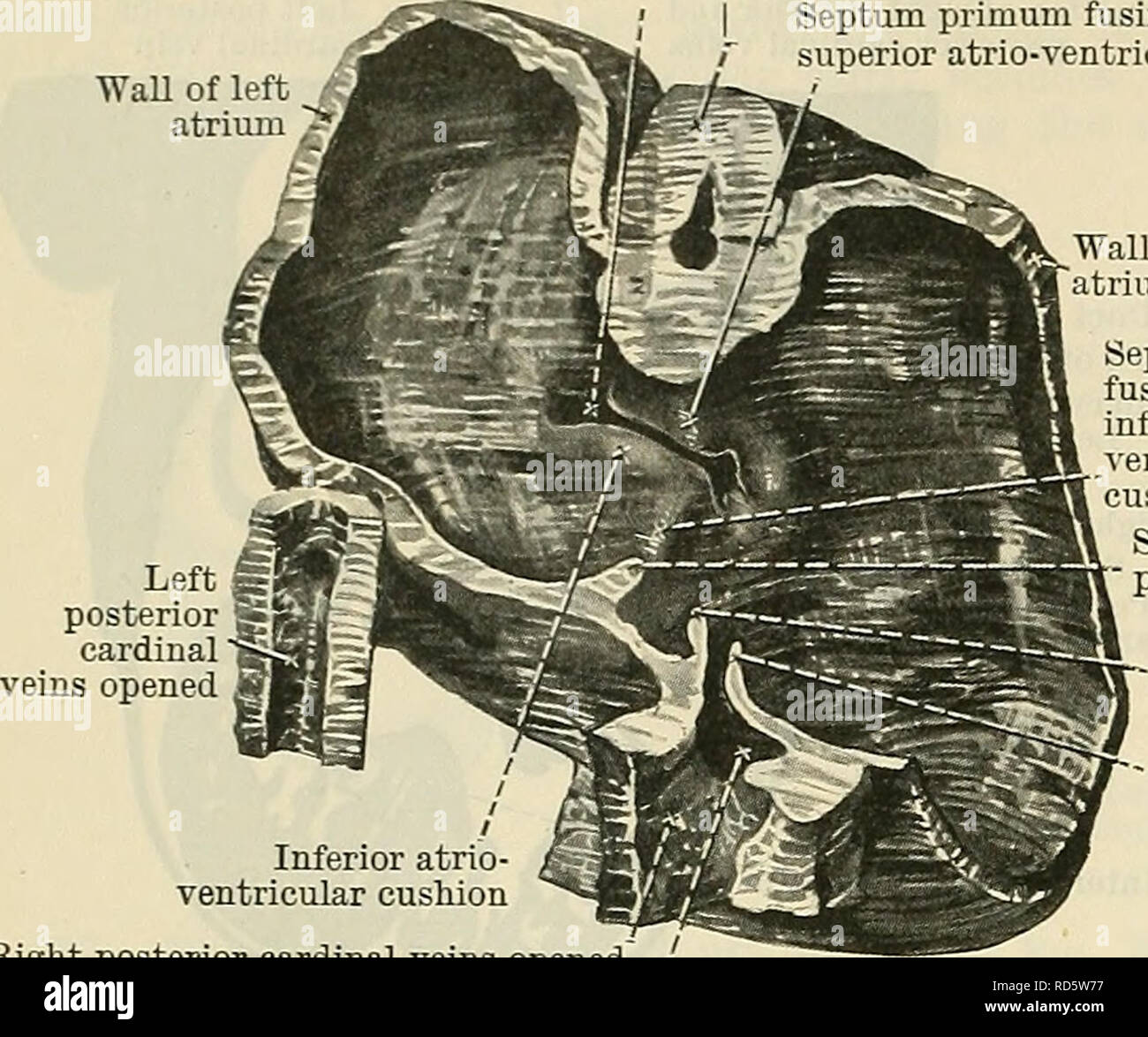 . Cunningham's Text-book of anatomy. Anatomy. 1034 THE VASCULAE SYSTEM ...