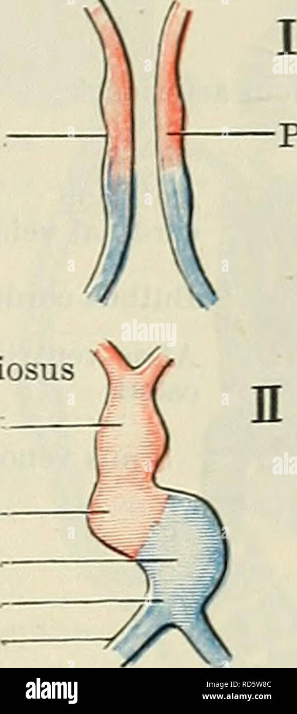. Cunningham's Text-book of anatomy. Anatomy. DEVELOPMENT OF THE ...