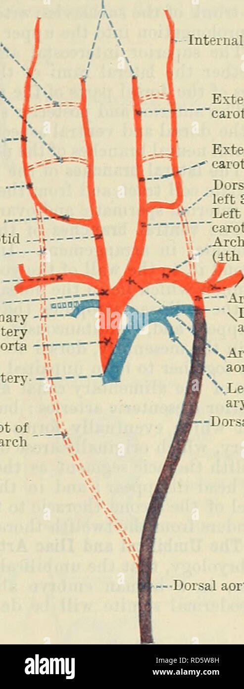 Innominate Artery High Resolution Stock Photography and Images - Alamy