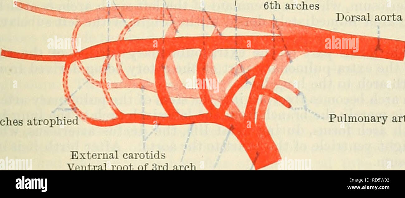 . Cunningham's Text-book of anatomy. Anatomy. 1st cephalic aortic arch ...