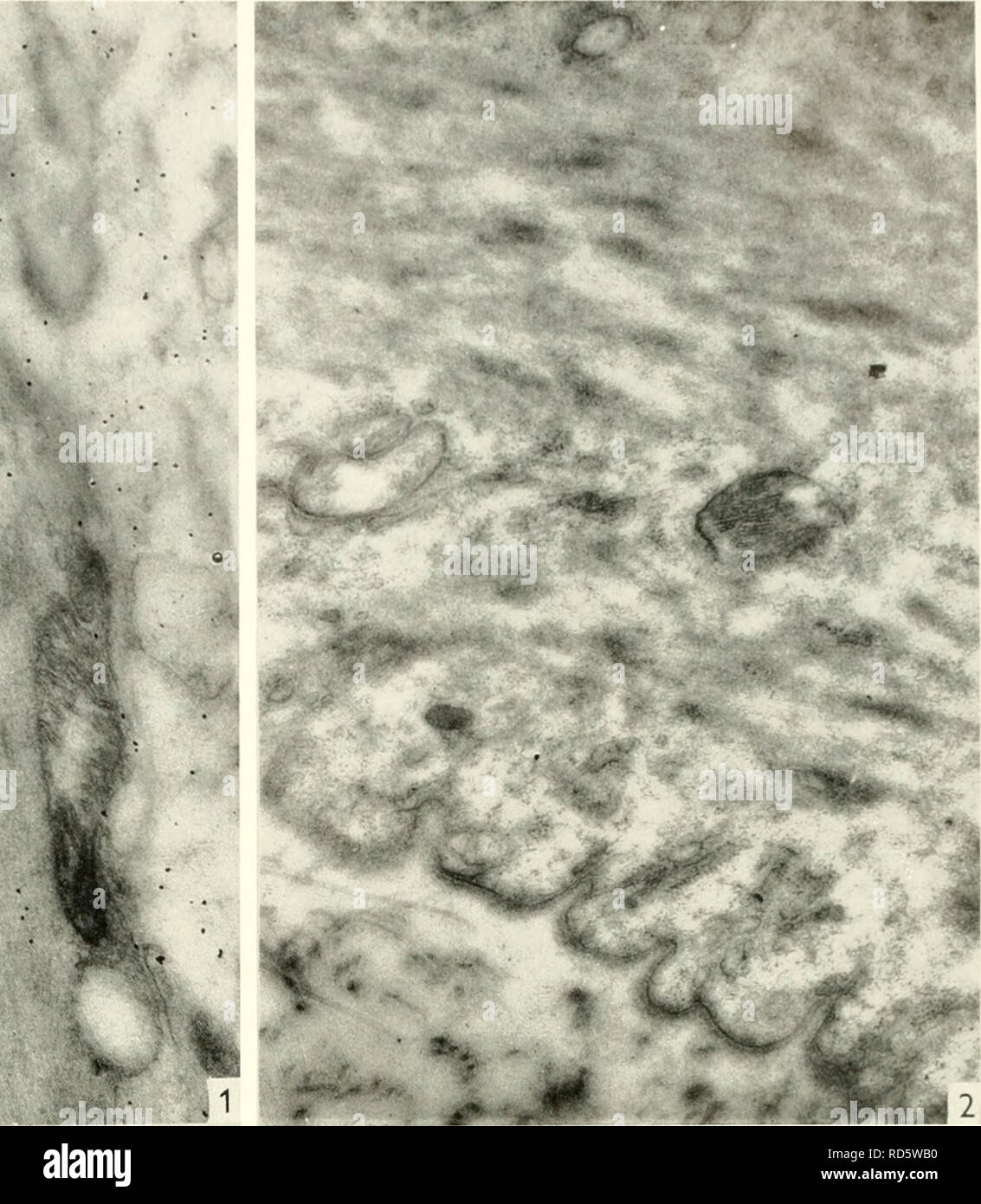 Myofibrillen hi-res stock photography and images - Alamy