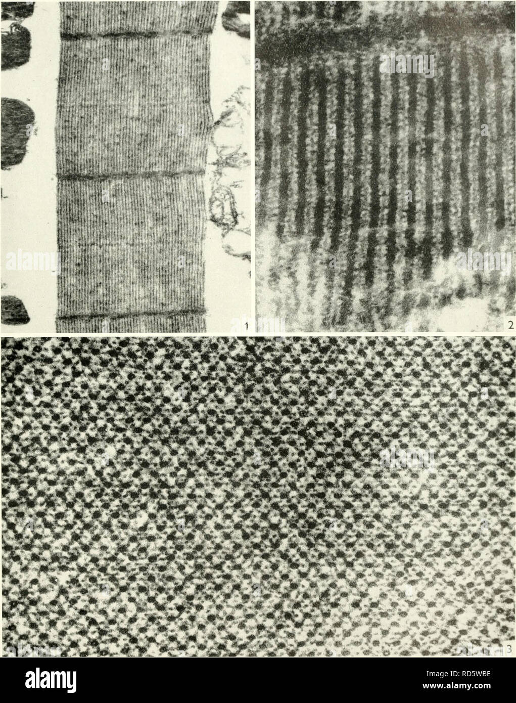 . Electron microscopy; proceedings of the Stockholm Conference ...