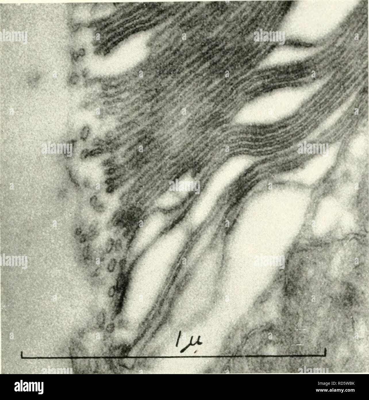 . Electron microscopy; proceedings of the Stockholm Conference ...