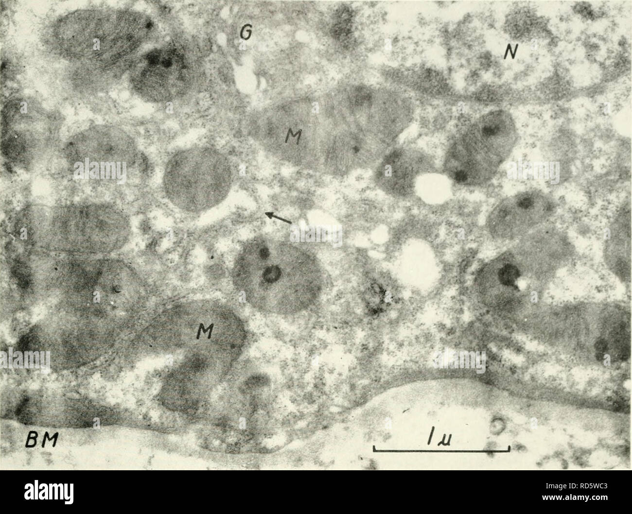 Cell nucleus electron microscopy hi-res stock photography and images ...