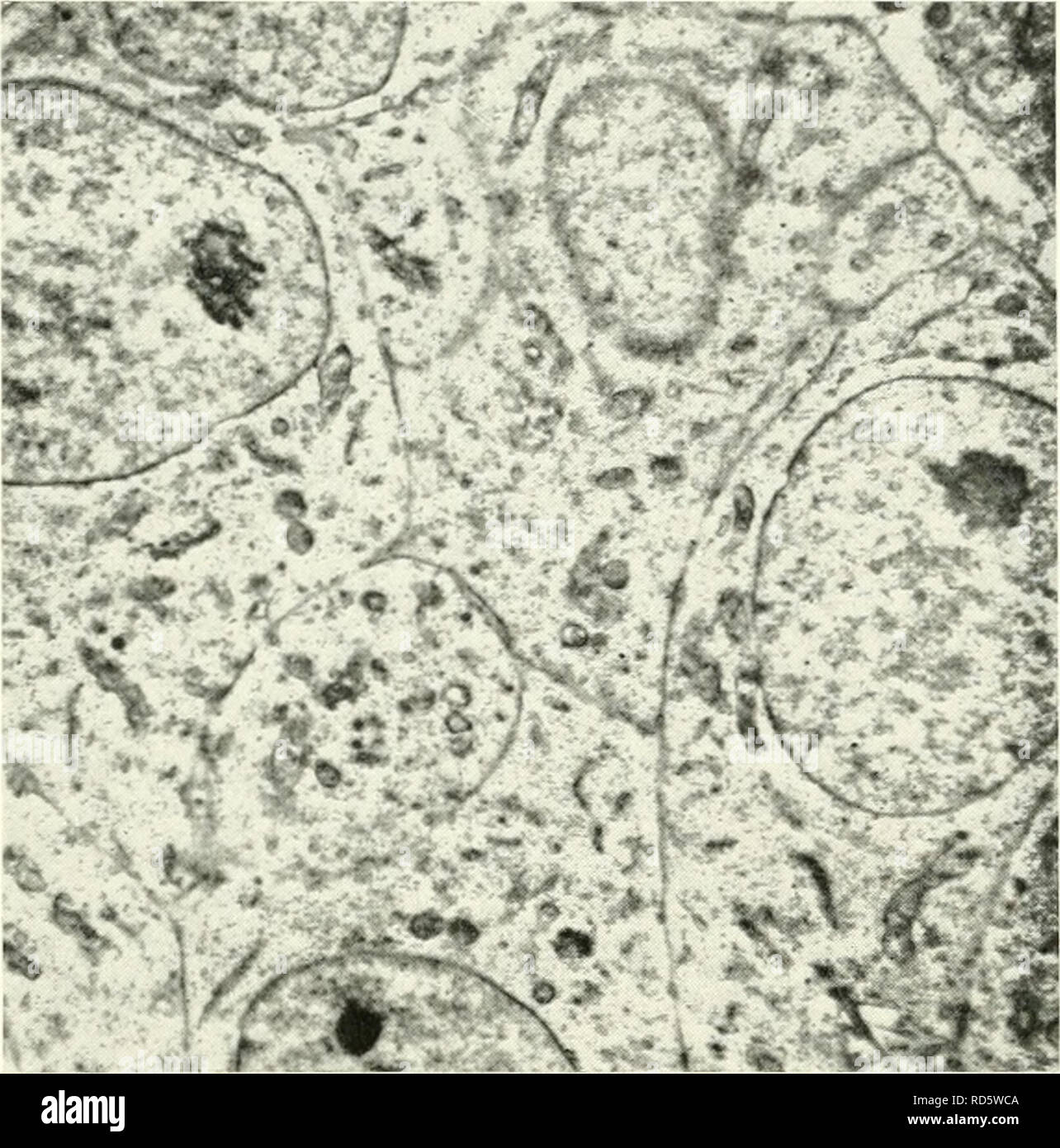 Light microscopy mitochondria hi-res stock photography and images - Alamy