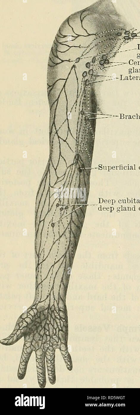. Cunningham's Text-book of anatomy. Anatomy. 1006 THE VASCULAR SYSTEM ...