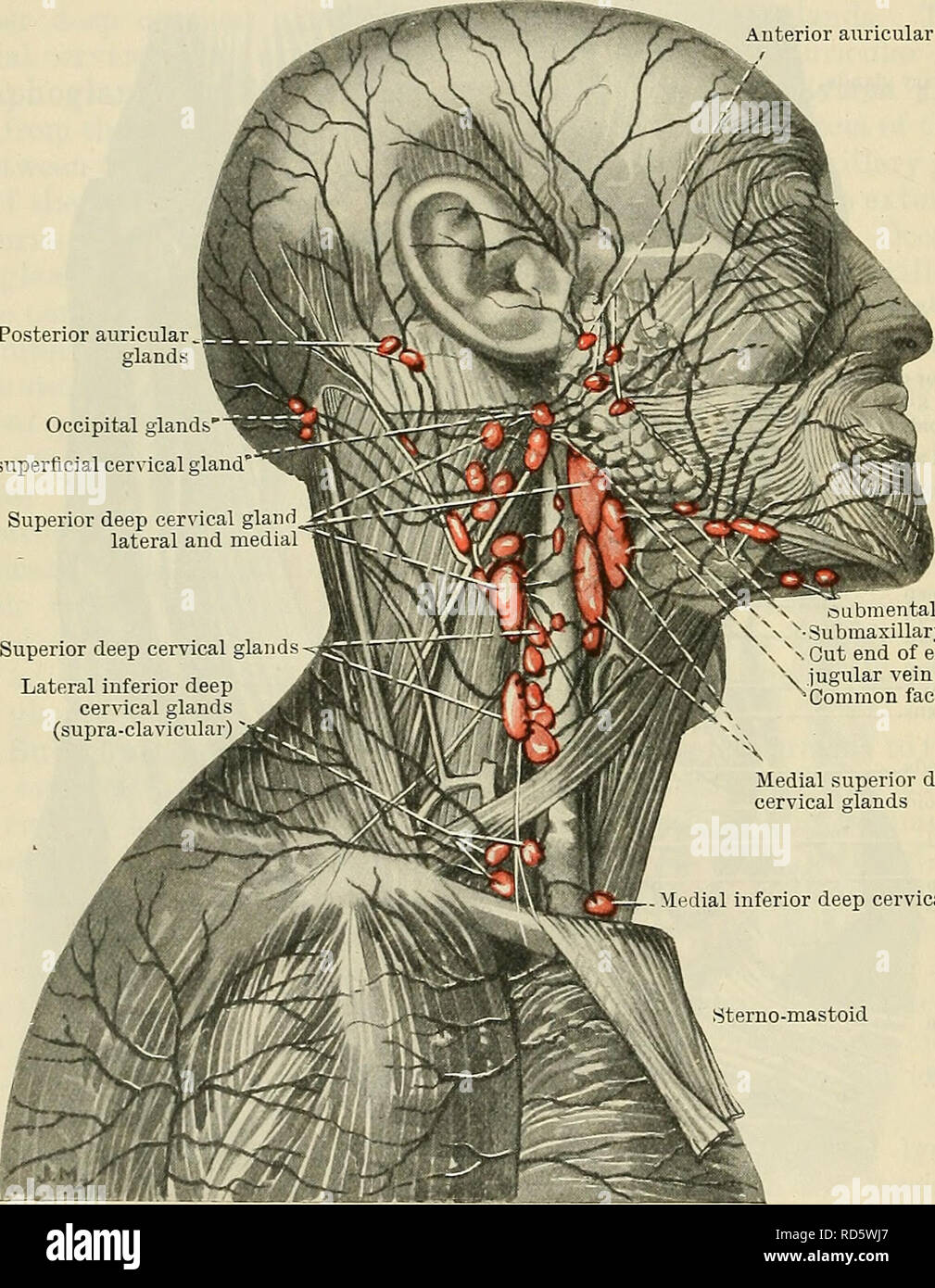 . Cunningham's Text-book of anatomy. Anatomy. 1002 THE VASCULAE SYSTEM ...