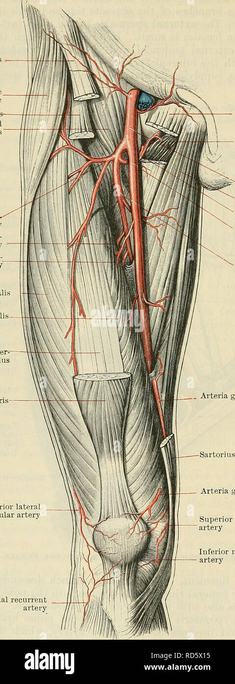 Medial genicular artery hi-res stock photography and images - Alamy