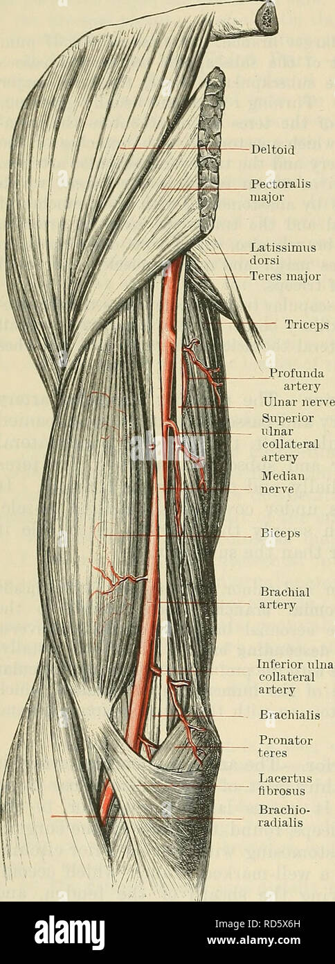 Musculo triceps hi-res stock photography and images - Alamy