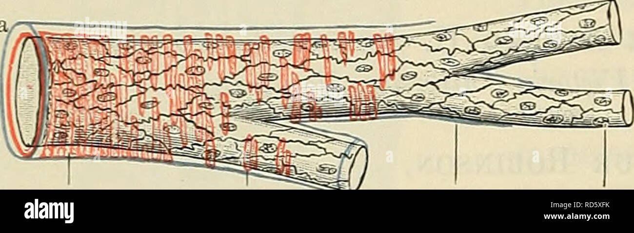 . Cunningham's Text-book of anatomy. Anatomy. 868 THE VASCULAE SYSTEM ...