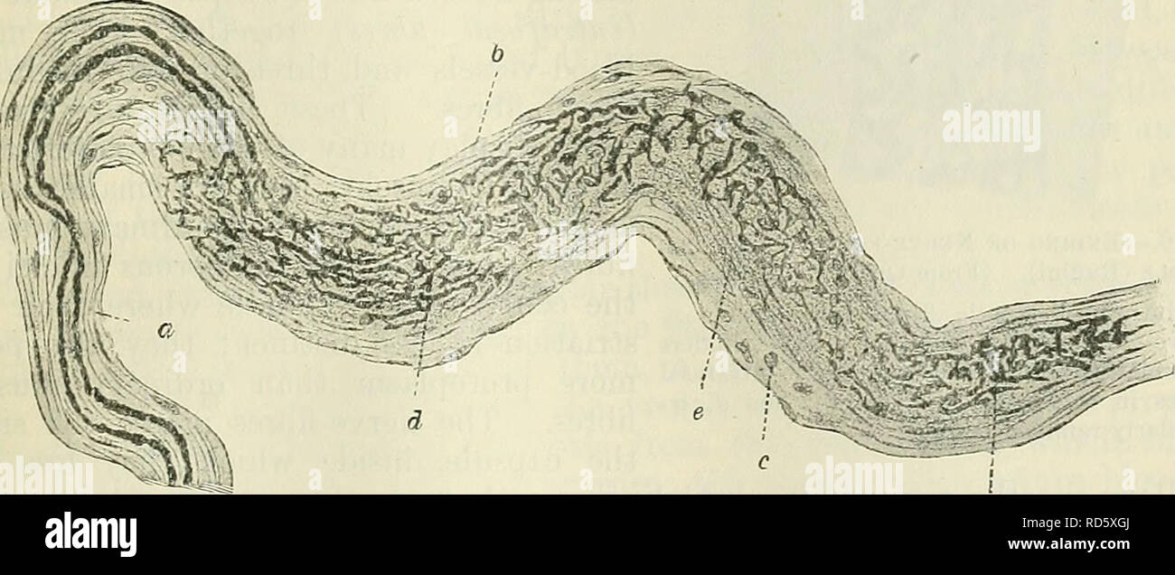 Neuro tissue hi-res stock photography and images - Alamy