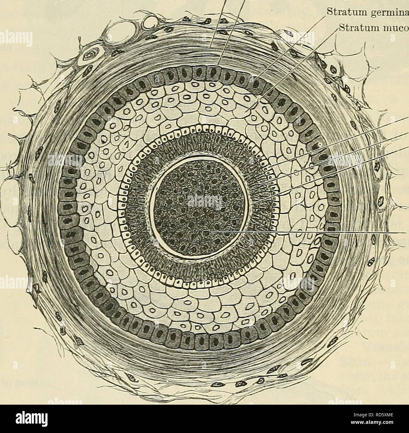 . Cunningham's Text-book of anatomy. Anatomy. 860 THE SKIN OR ...