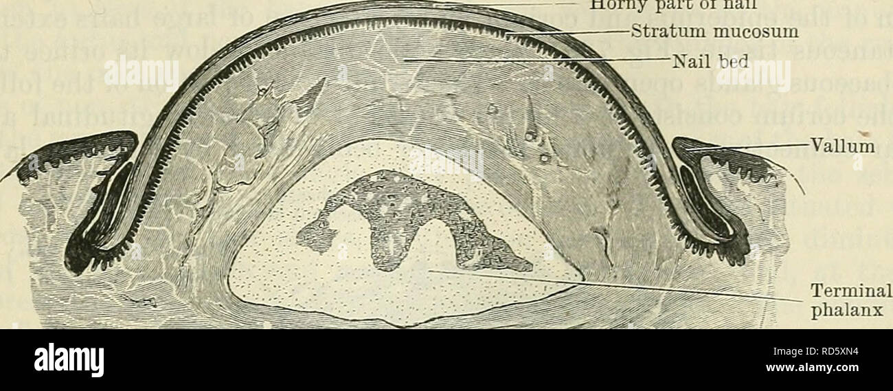 Skin fold thickness hi-res stock photography and images - Alamy