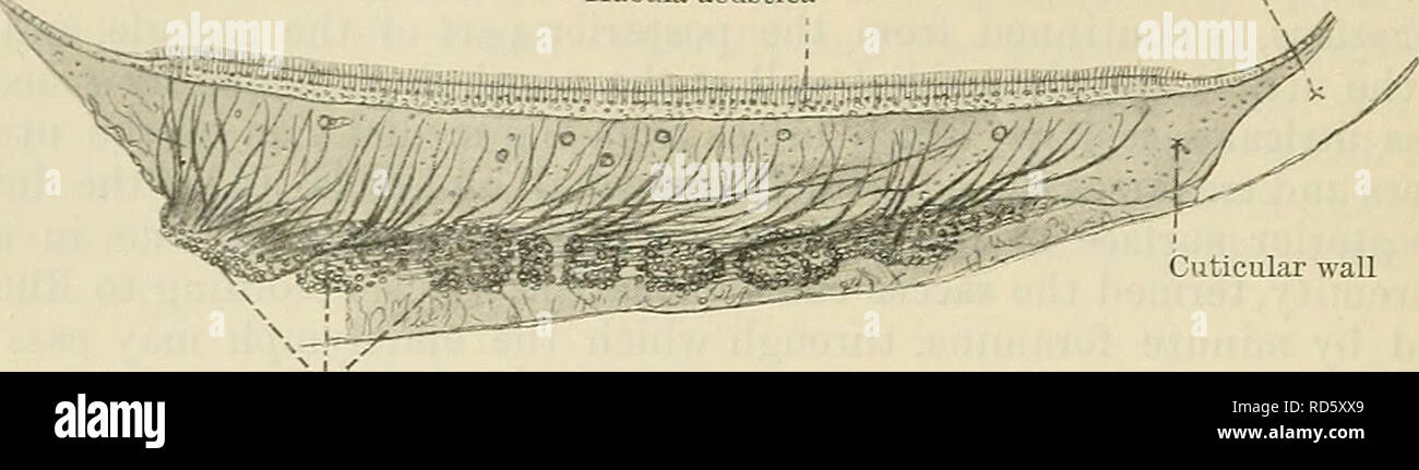 Macula utriculi hi-res stock photography and images - Alamy