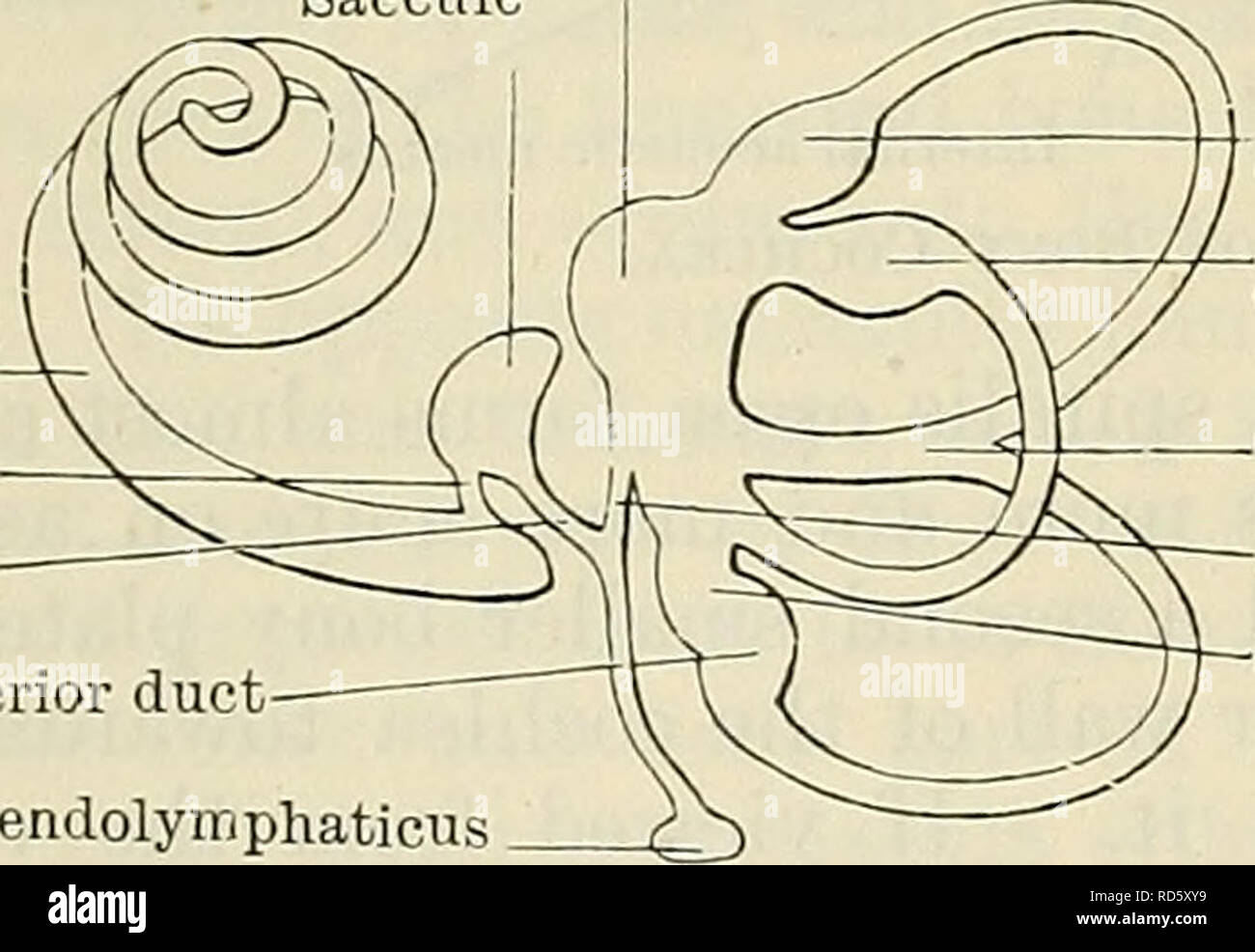Transverse Ducts