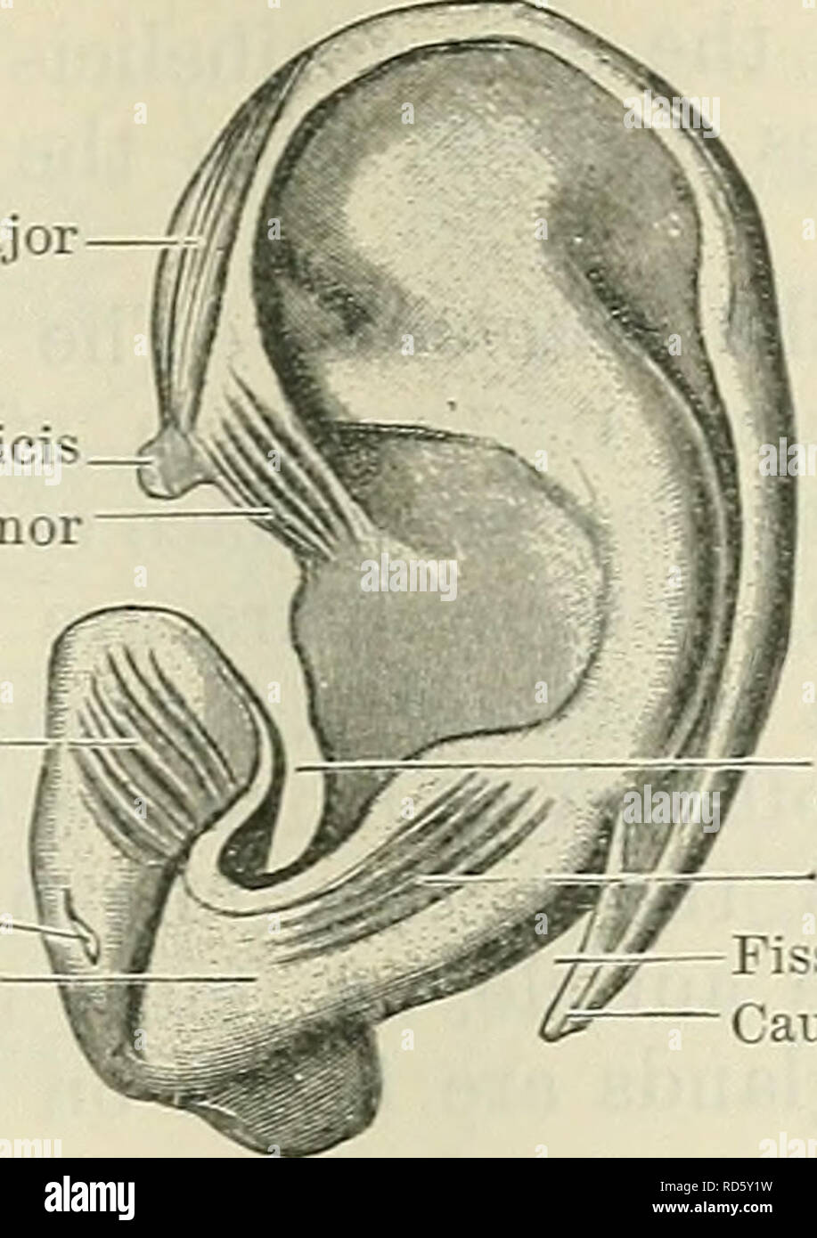 . Cunningham's Text-book of anatomy. Anatomy. THE AUEICULA. 829 II ...