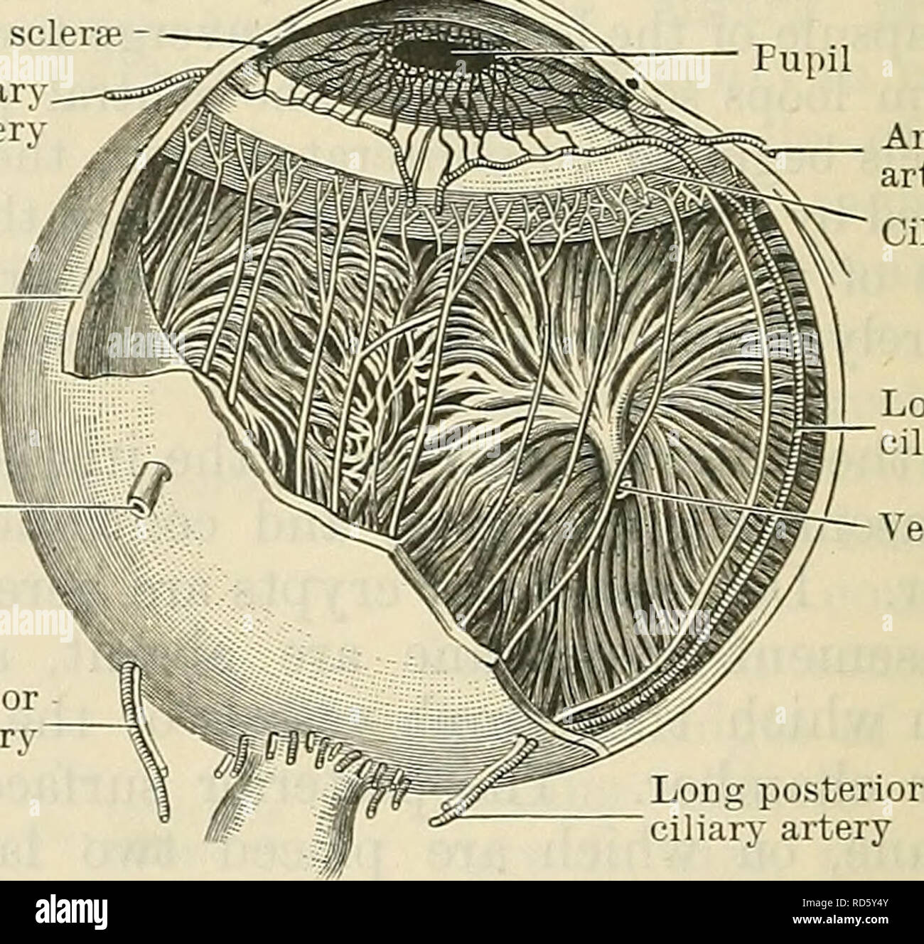 . Cunningham's Text-book of anatomy. Anatomy. Aperture of pupil Long ...