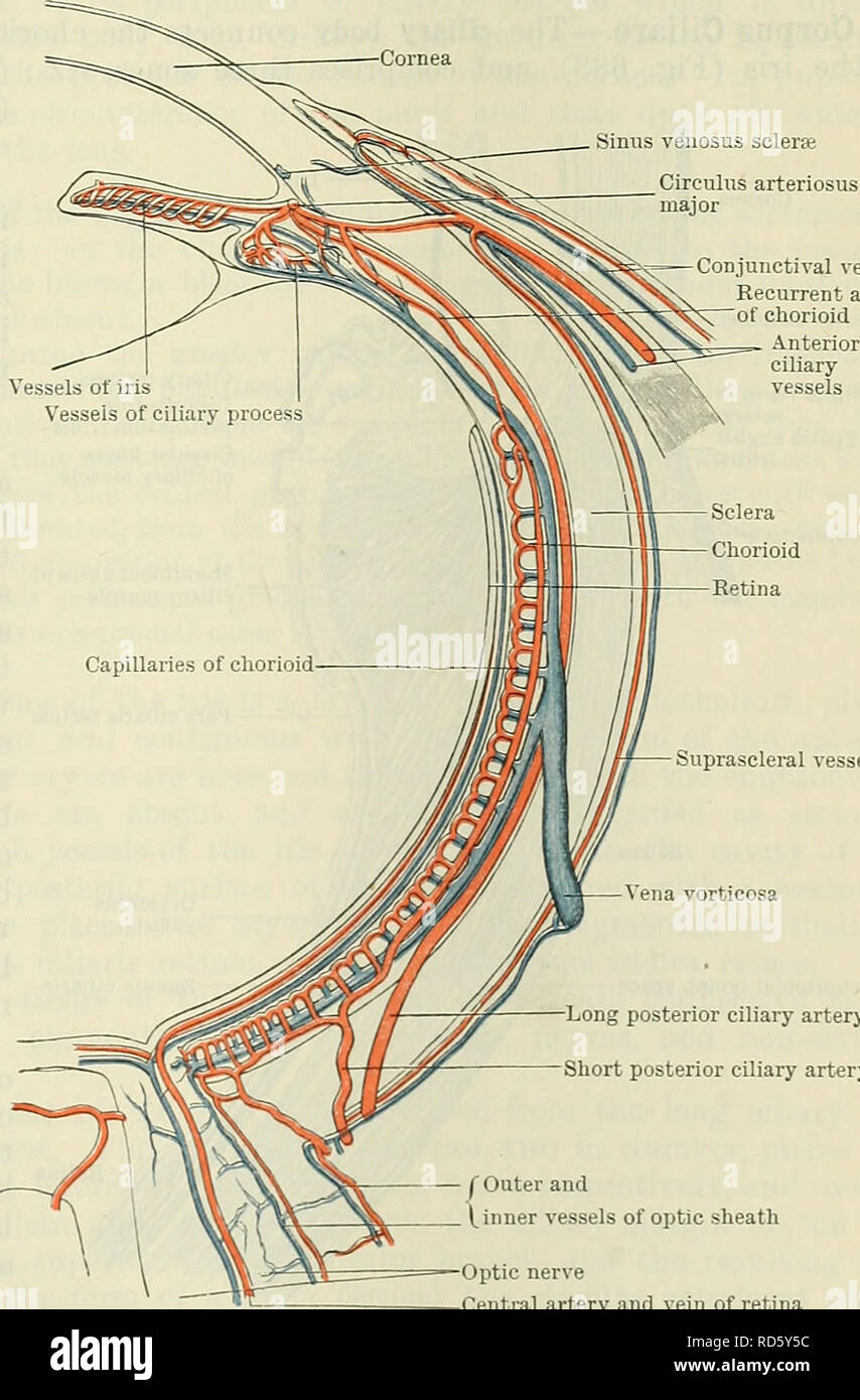 . Cunningham's Text-book of anatomy. Anatomy. "l^s—Lamina ...