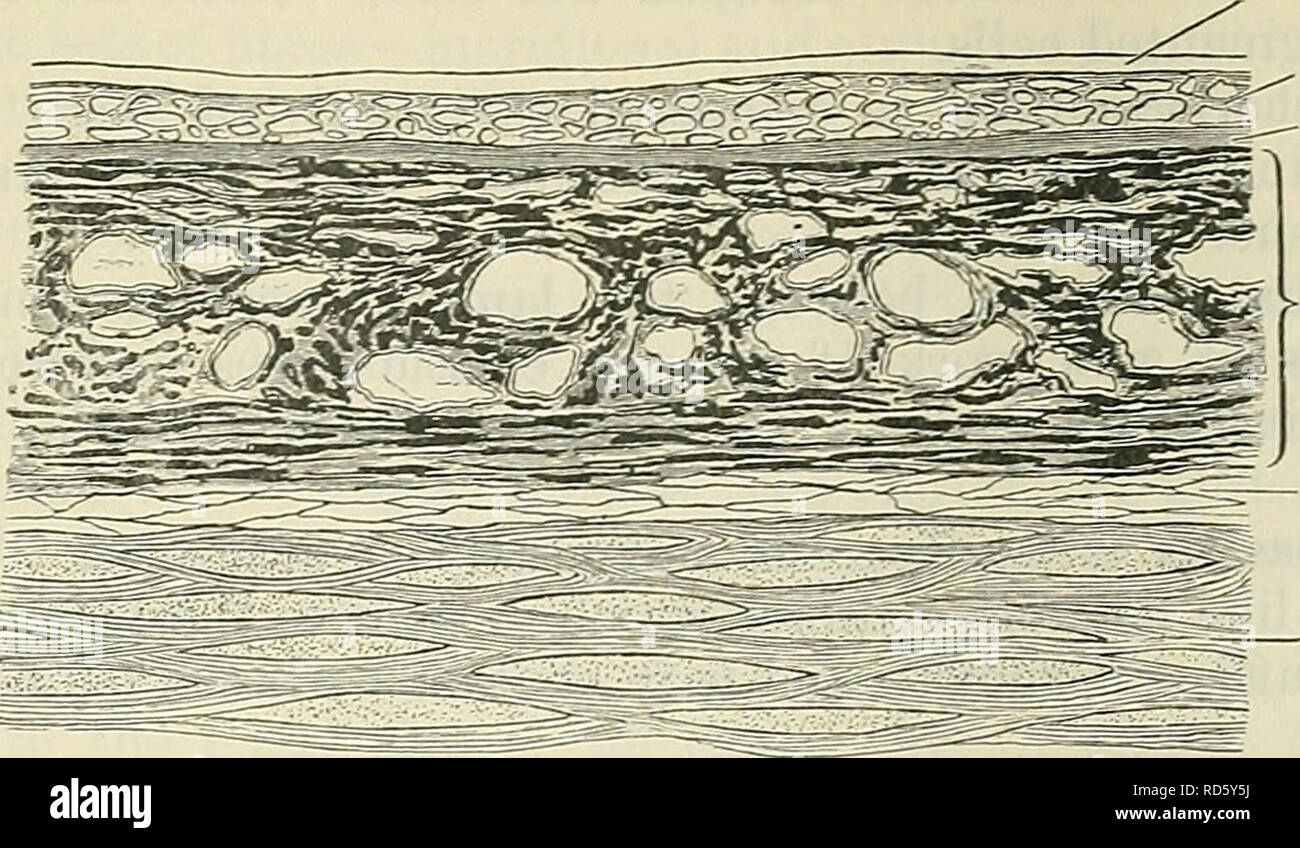 . Cunningham's Text-book of anatomy. Anatomy. VASCULAB TUNIC OF THE EYE ...