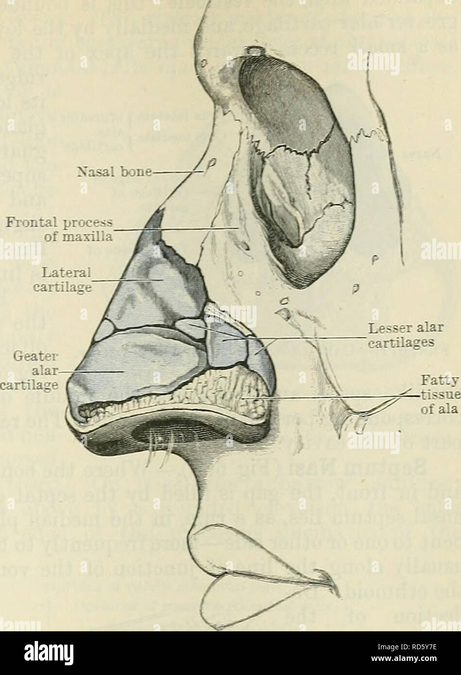 Greater alar cartilage hi-res stock photography and images - Alamy