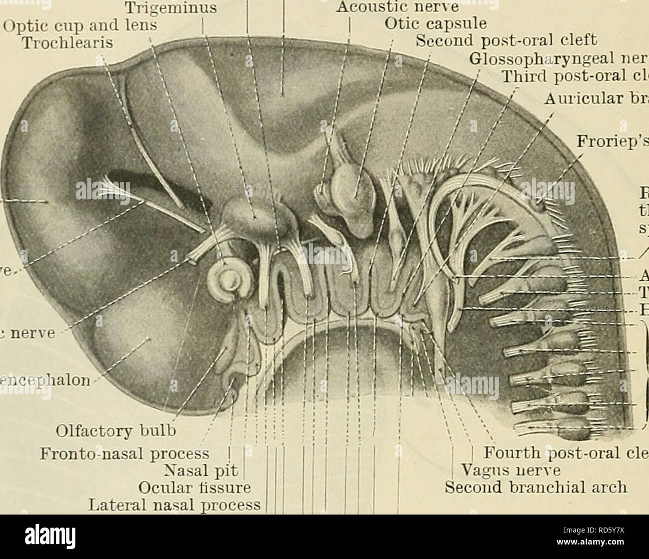 Ectodermal tissue hi-res stock photography and images - Alamy