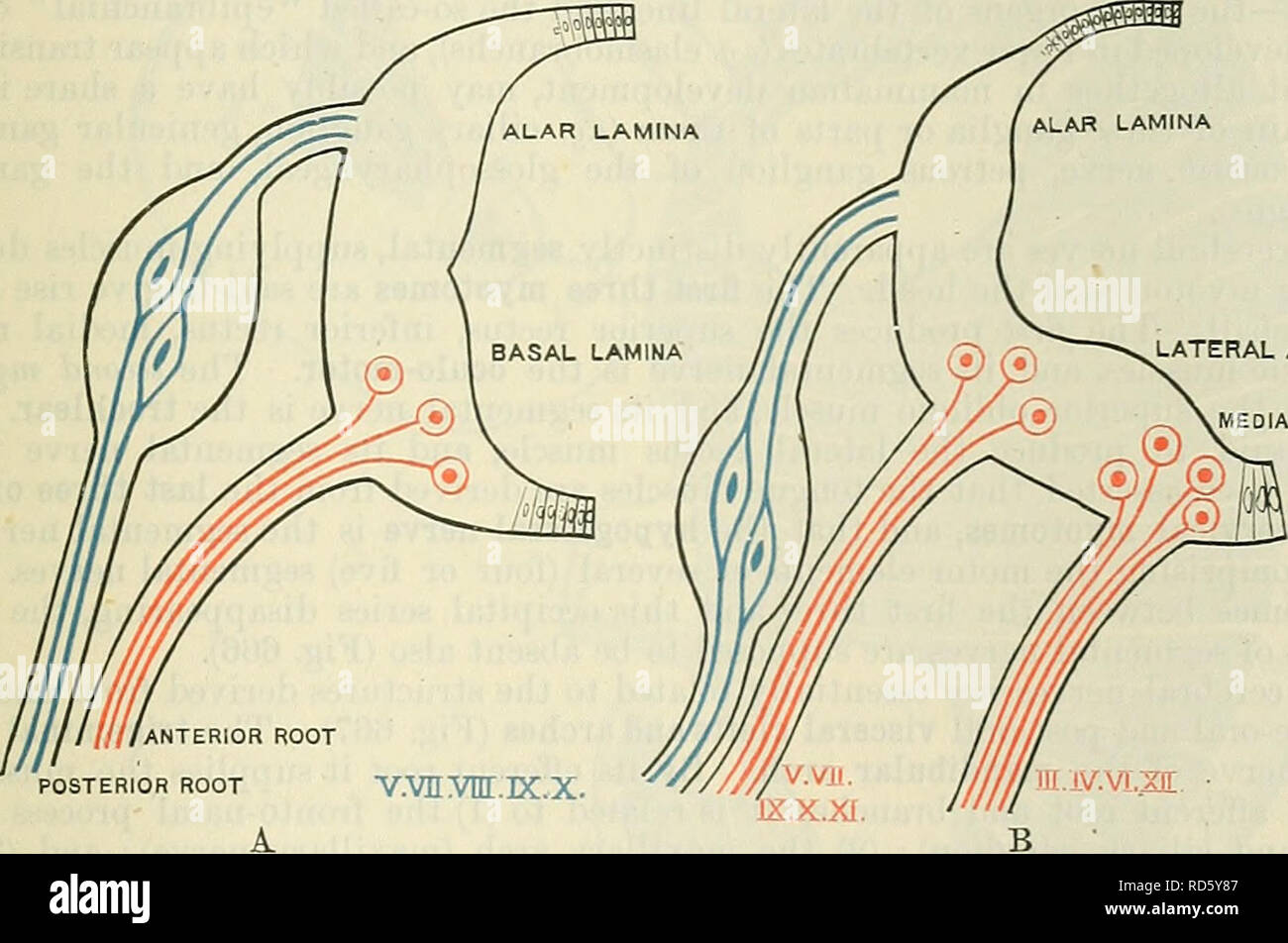 . Cunningham's Text-book of anatomy. Anatomy. THE MOEPHOLOGY OF THE ...