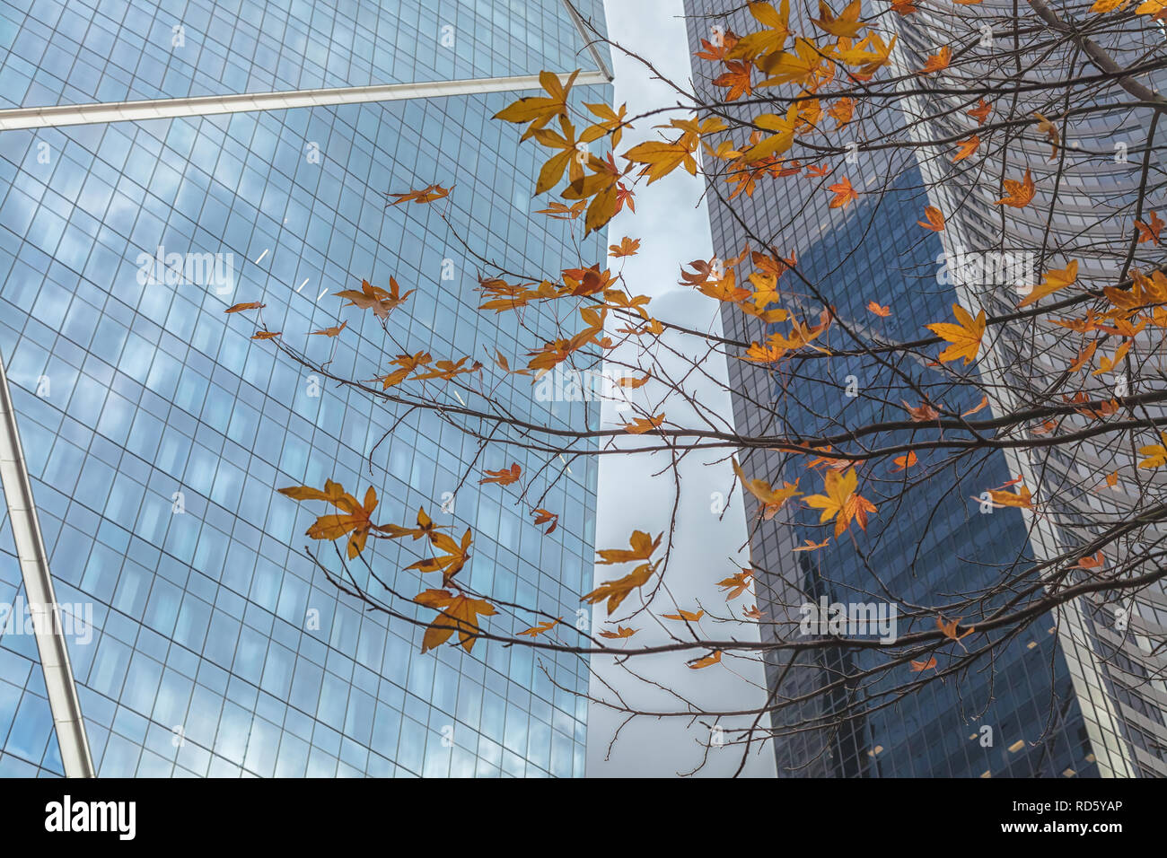 remaining fall color maple leaves in mid winter season in Seattle ...