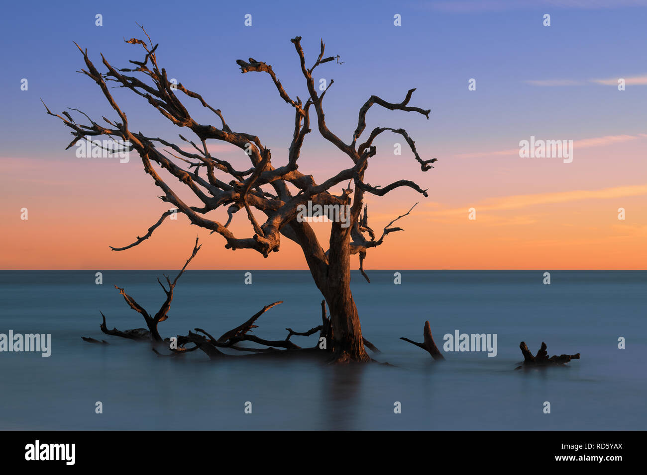 Bare oak tree in the Atlantic Ocean at sunrise at Driftwood Beach of ...