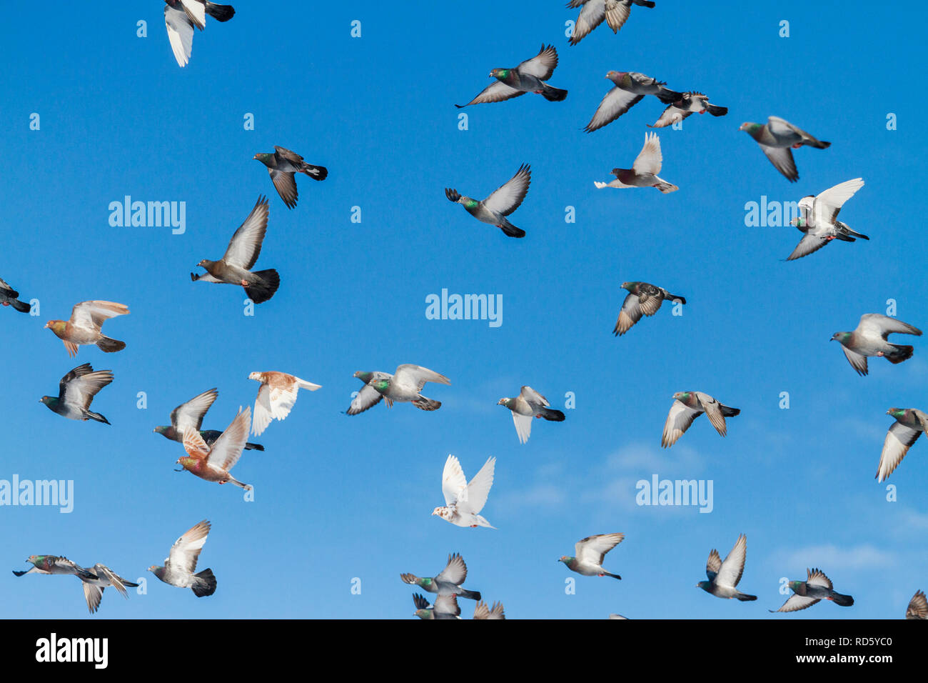flock of colored pigeons flying through the sky Stock Photo - Alamy
