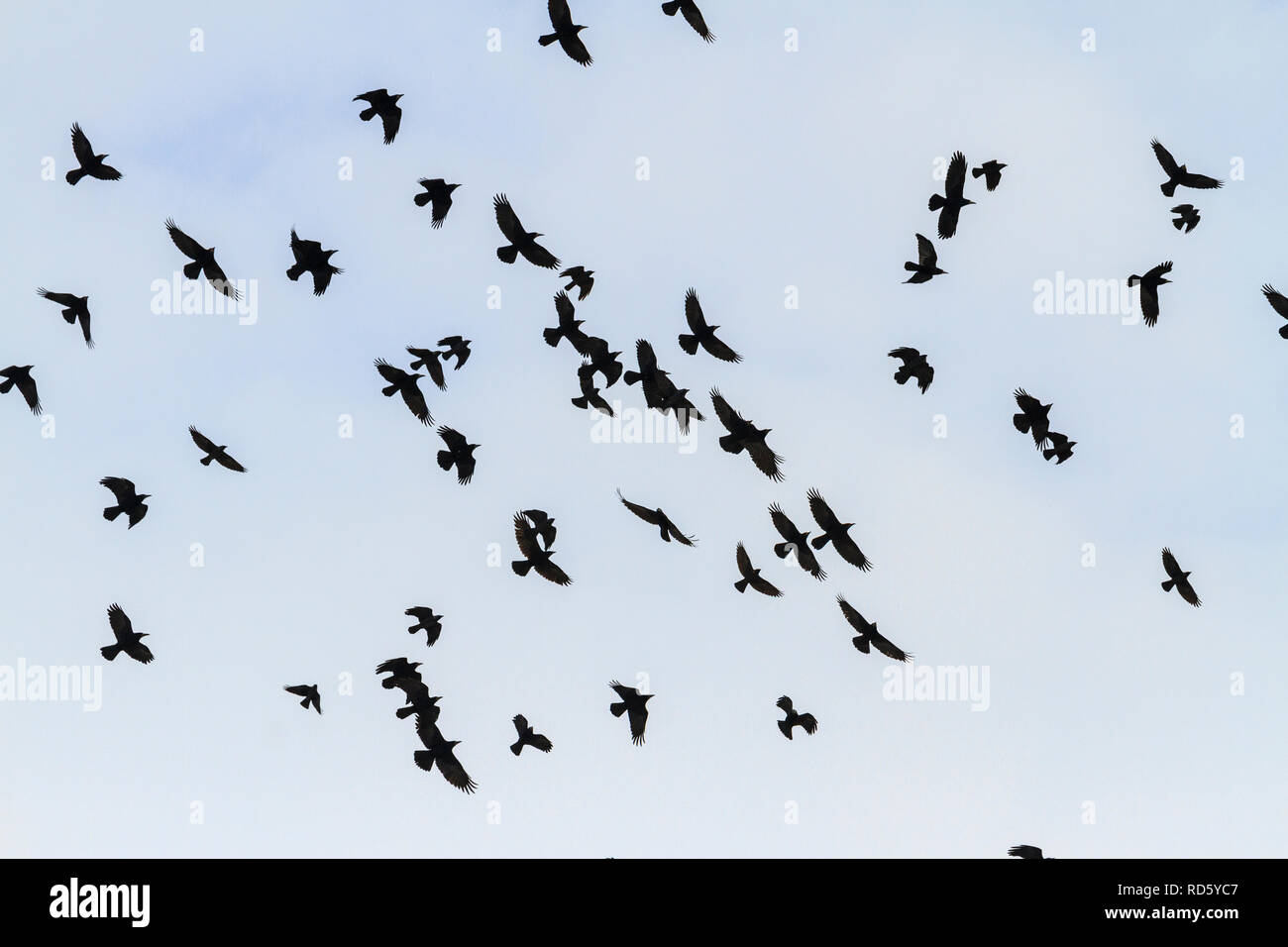 Beautiful black rook bird hi-res stock photography and images - Alamy