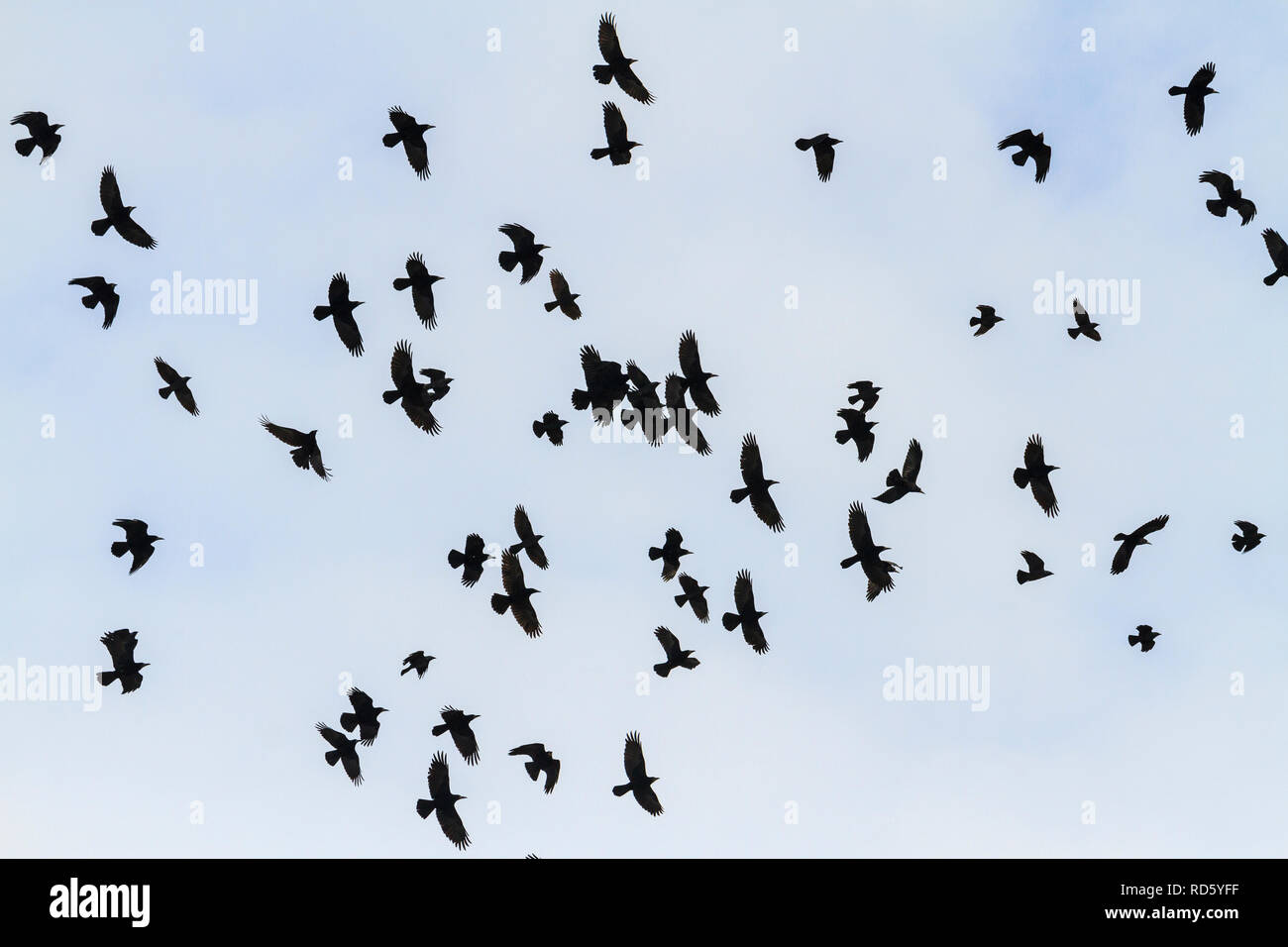 migrating flock of black birds Stock Photo - Alamy