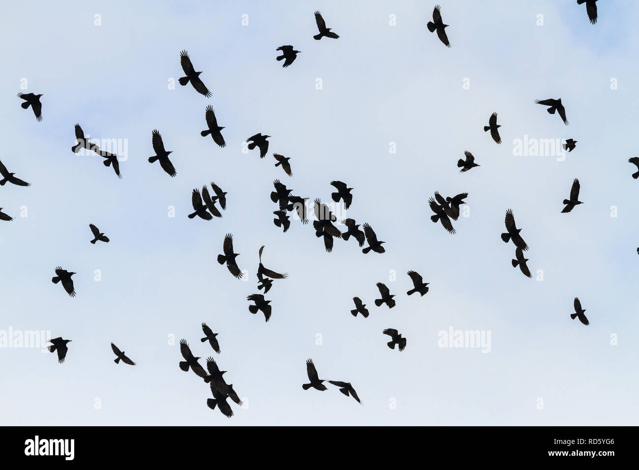 Mystical bird soaring sky hi-res stock photography and images - Alamy