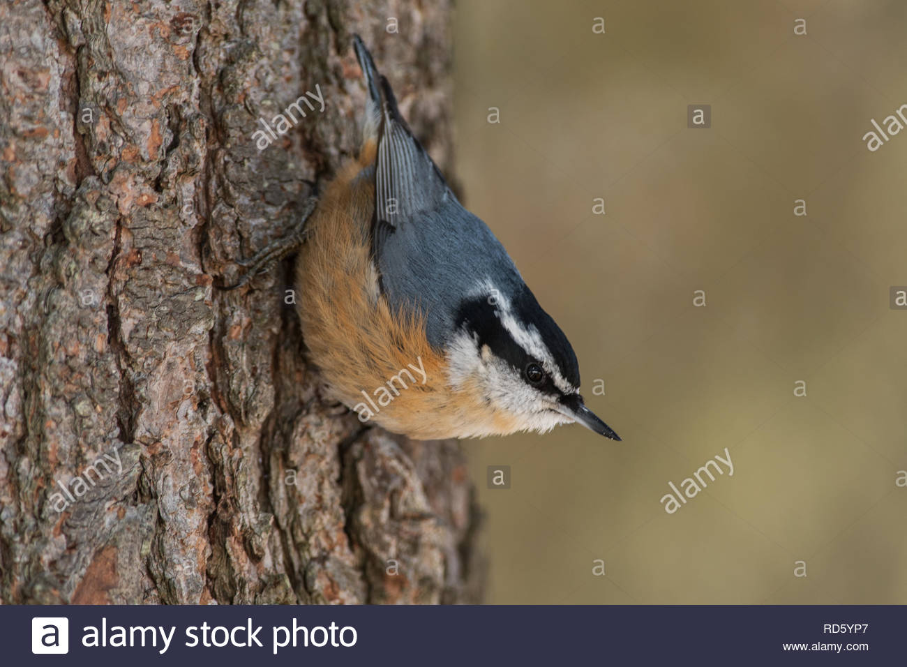 Upside Down Tree Stock Photos & Upside Down Tree Stock Images - Alamy
