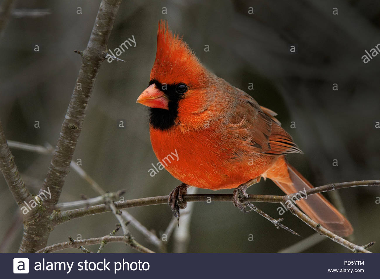 Male Cardinal High Resolution Stock Photography and Images - Alamy